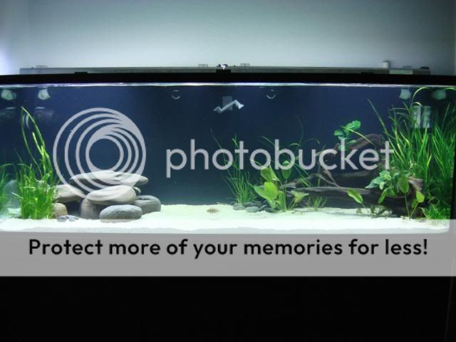 180 Gallon Visio Tank with Custom Stand and W/D for $400 ...