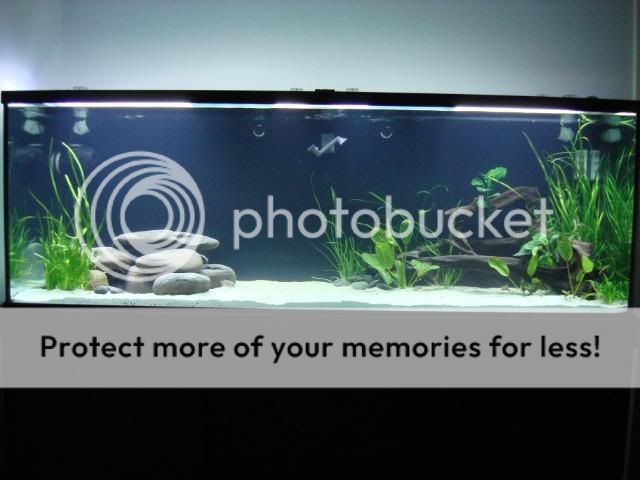 180 Gallon Visio Tank with Custom Stand and W/D for $400 ...