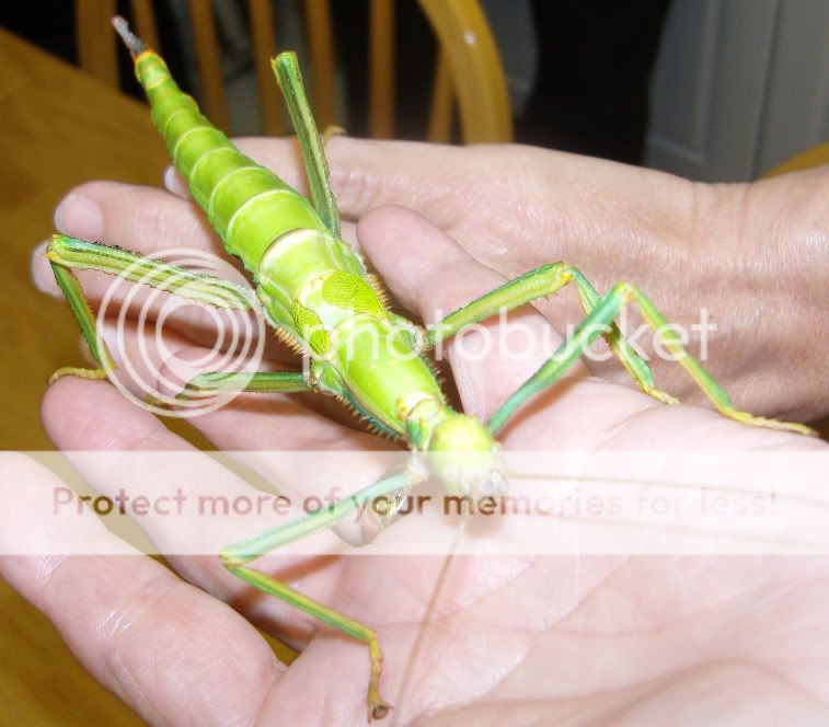 Giant Lime Green Stick Insects (Diapherodes Gigantea) For Sale ...