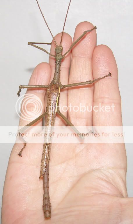 SE England - Diapherodes Gigantea Stick Insects For Sale | Reptile Forums