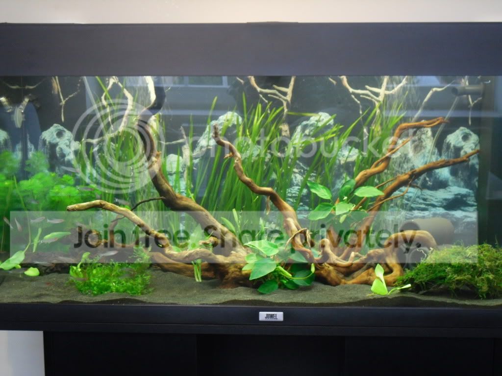 First Aquascaping Project :) | Page 2 | Fish Forum