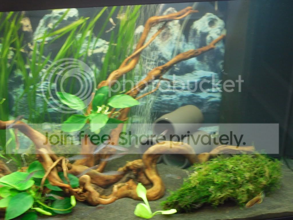First Aquascaping Project :) | Page 2 | Fish Forum