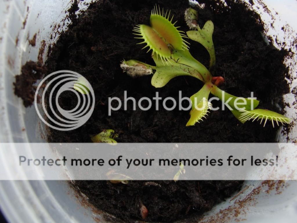 Traps dying after a couple weeks of digesting food - FlyTrapCare Forums