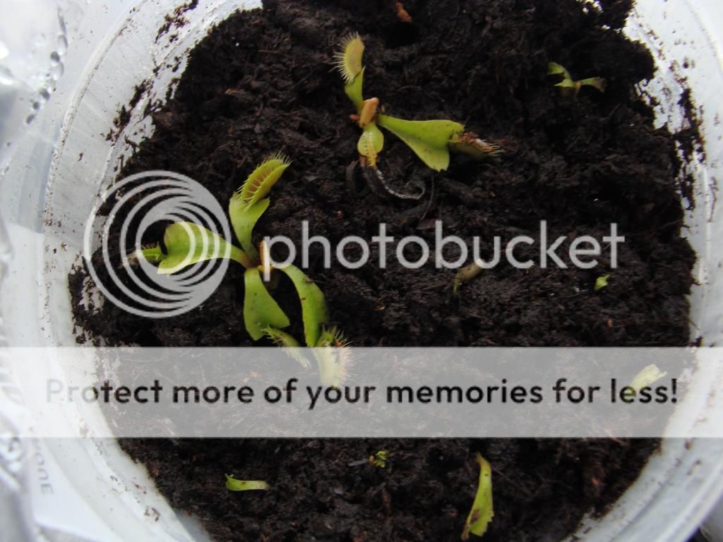 Traps dying after a couple weeks of digesting food - FlyTrapCare Forums